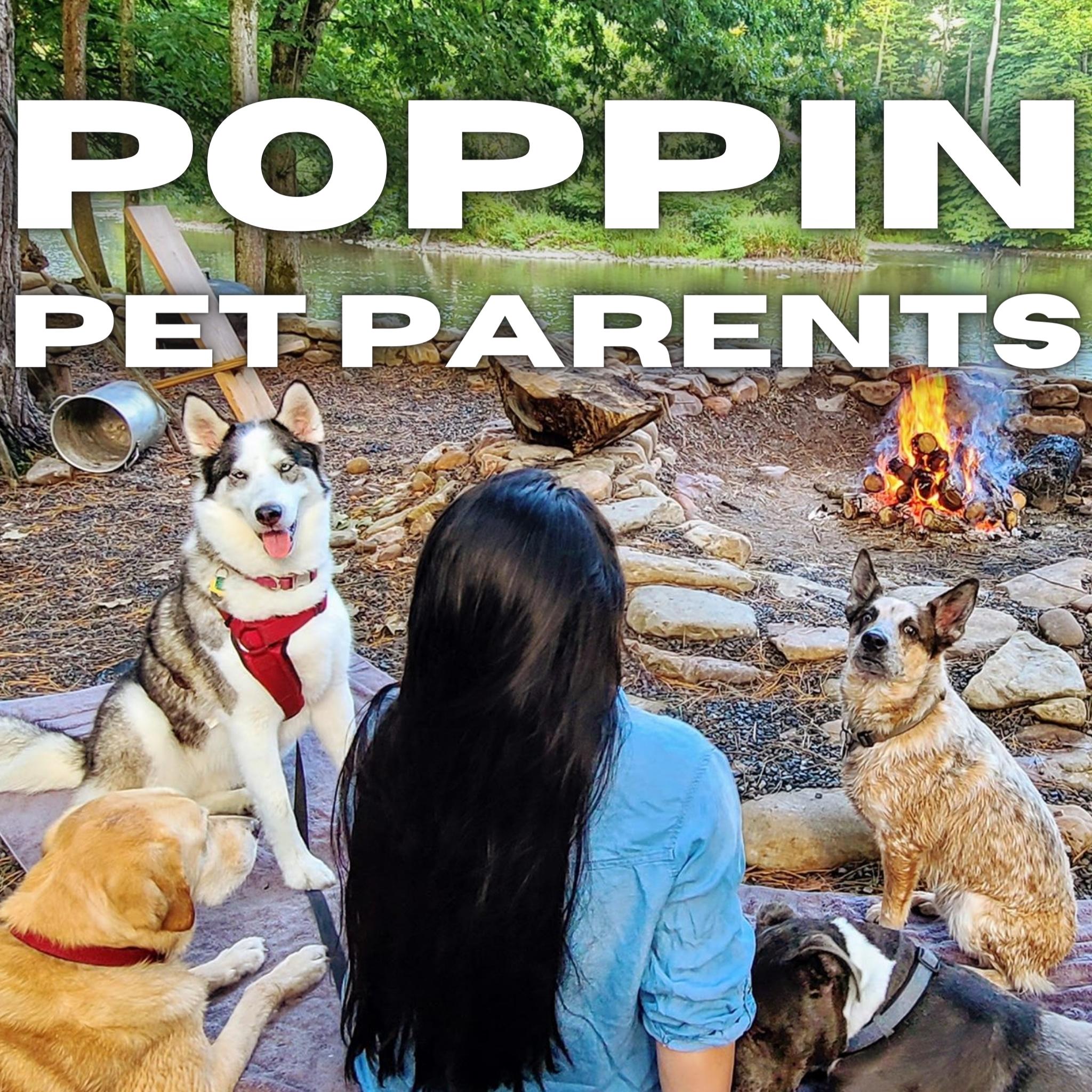 For the Hoomans – Poppin Pet Tags
